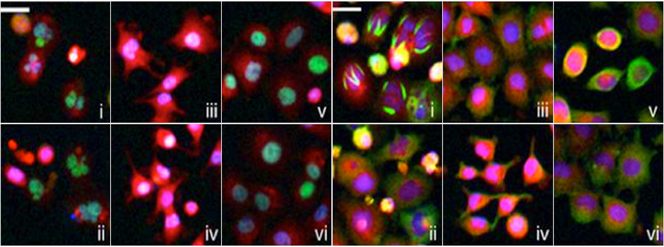 A New Way to Screen Cancer Drugs | NYU Shanghai